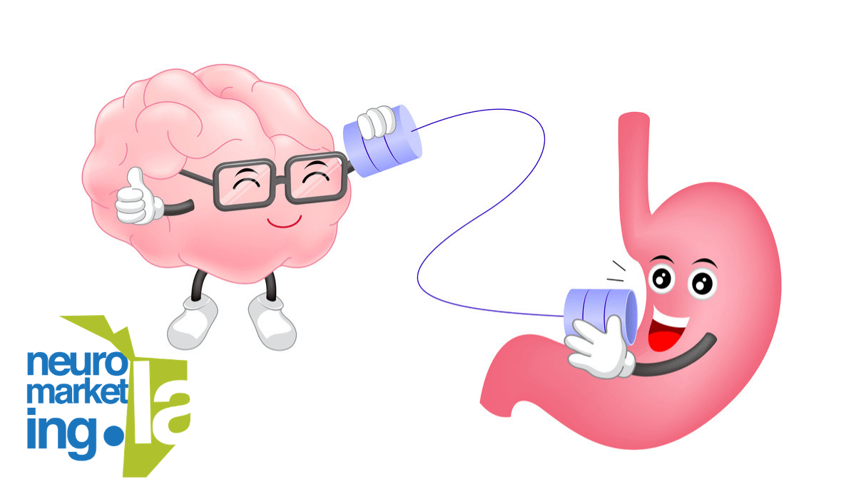 Neuronas del estómago ¿Cuál es su función y relación con el ... Neuronas del estómago ¿Cuál es su función y relación con el ...